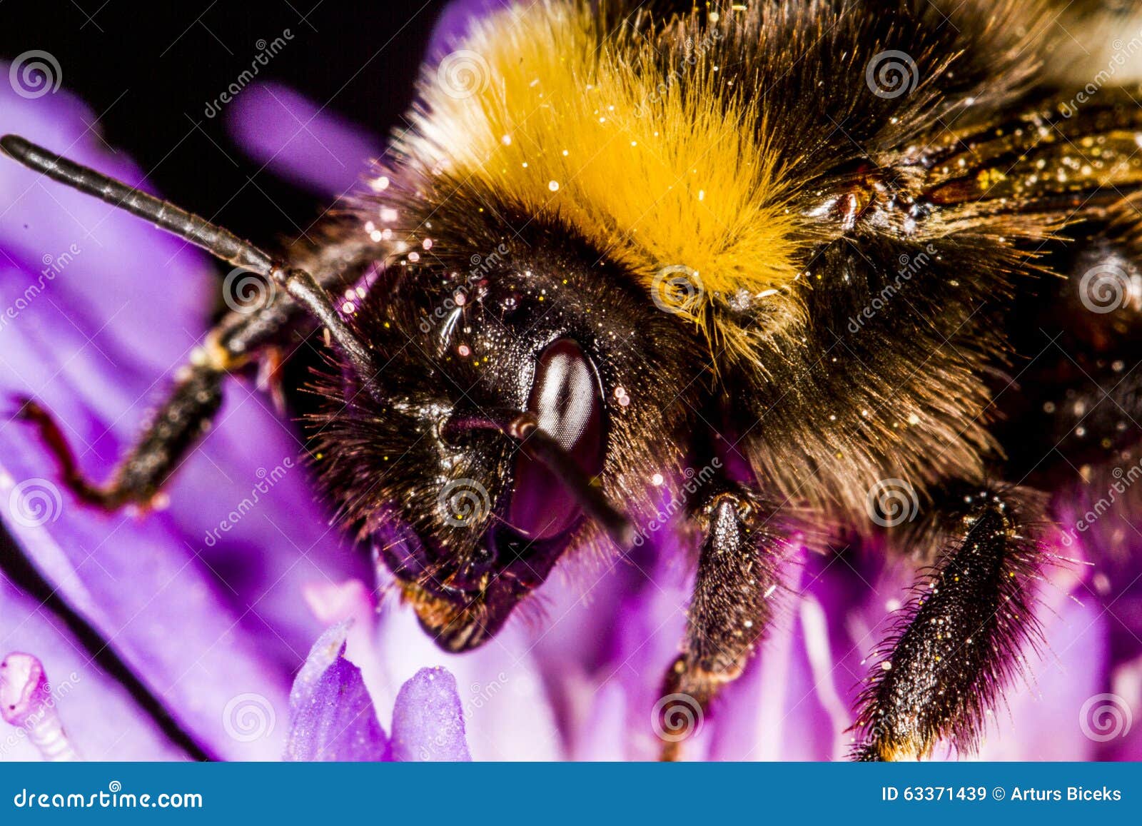Humla fotografering för bildbyråer. Bild av stängning - 63371439