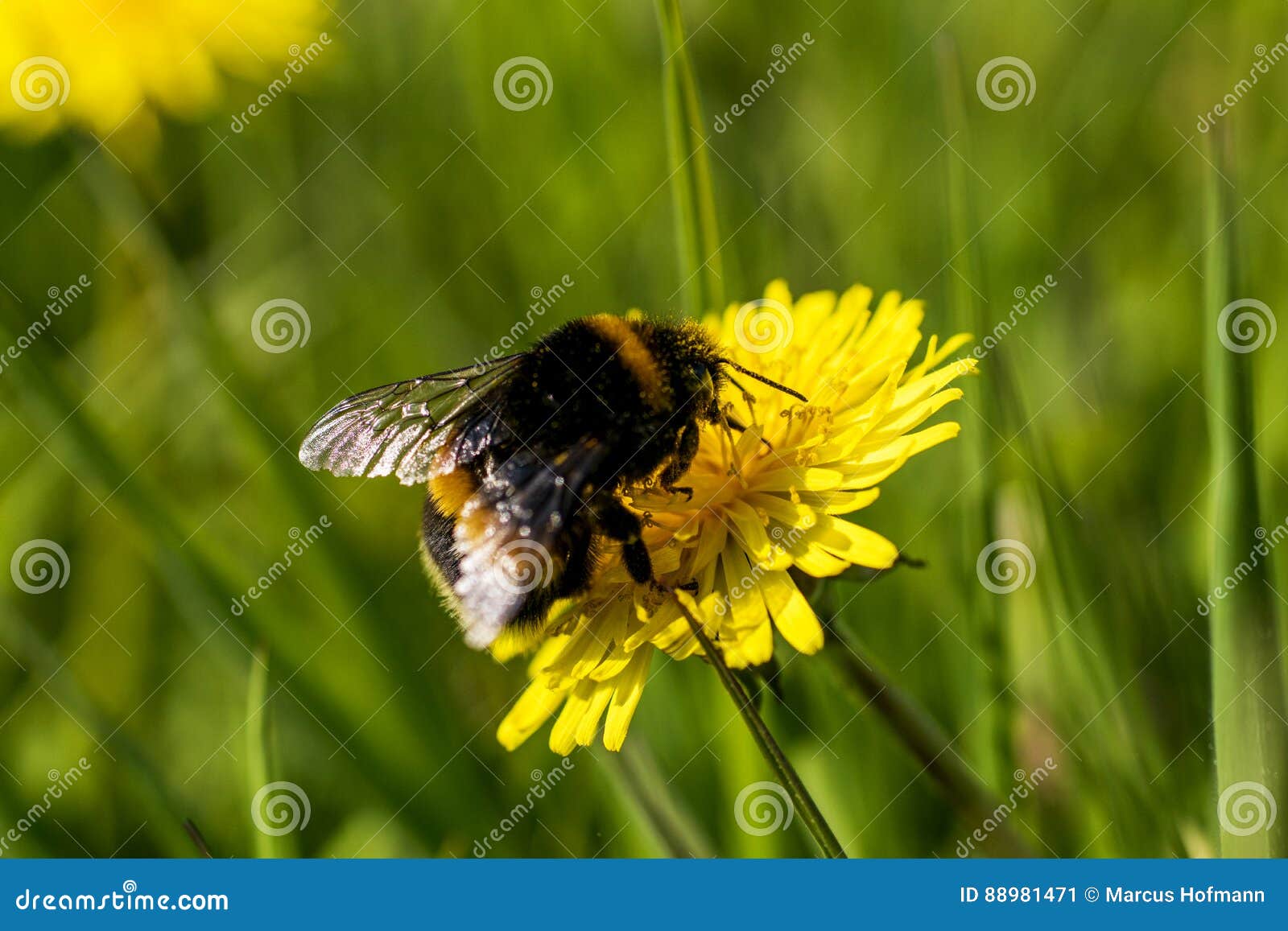 Humla fotografering för bildbyråer. Bild av makro, stängning - 88981471