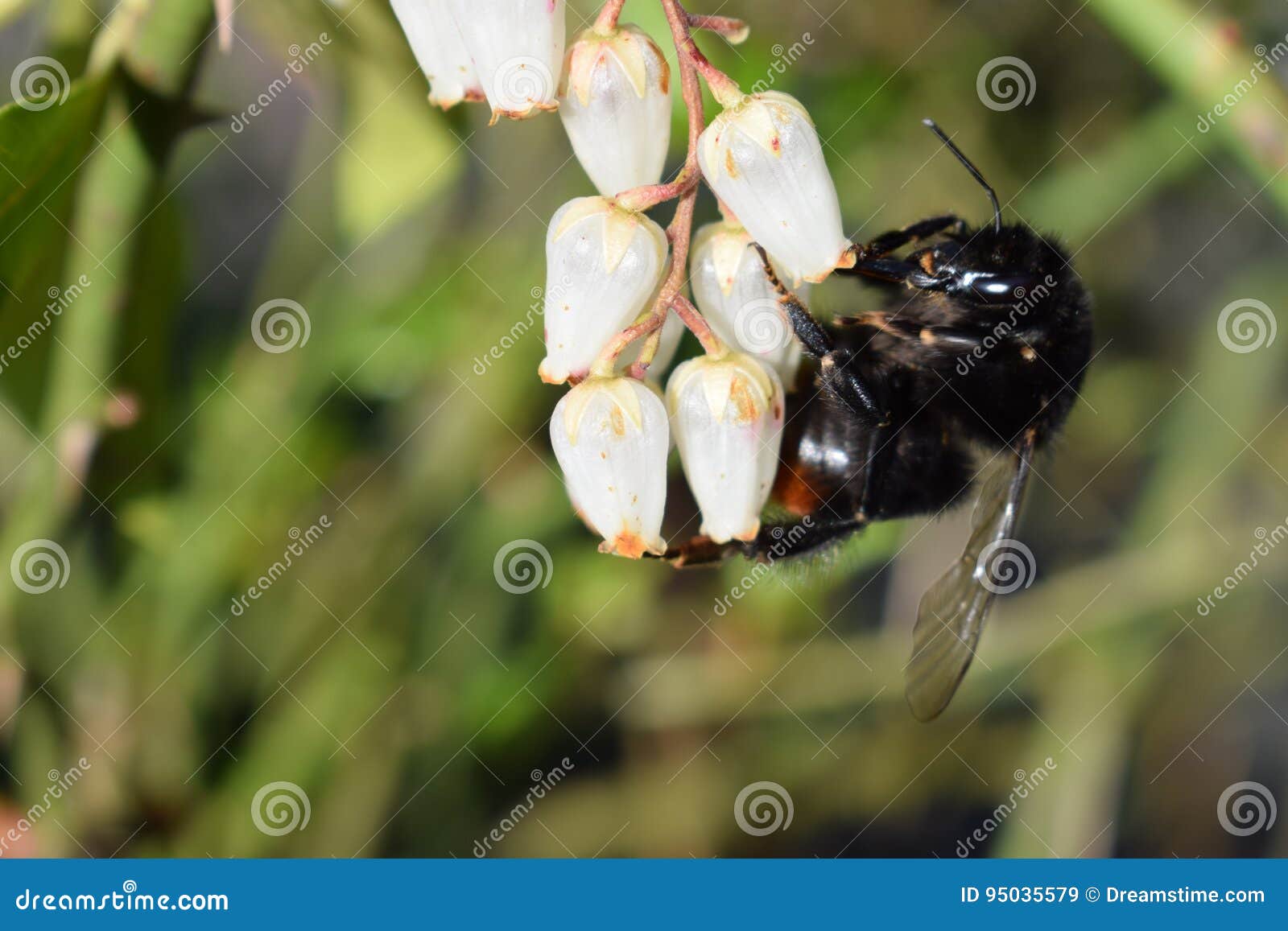Humla fotografering för bildbyråer. Bild av nikon, växt - 95035579