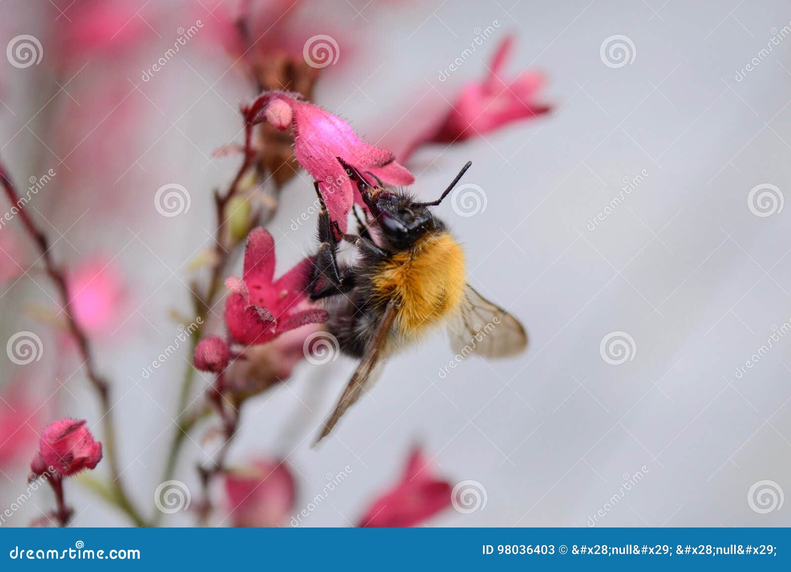 Humla fotografering för bildbyråer. Bild av norrman, blomma - 98036403