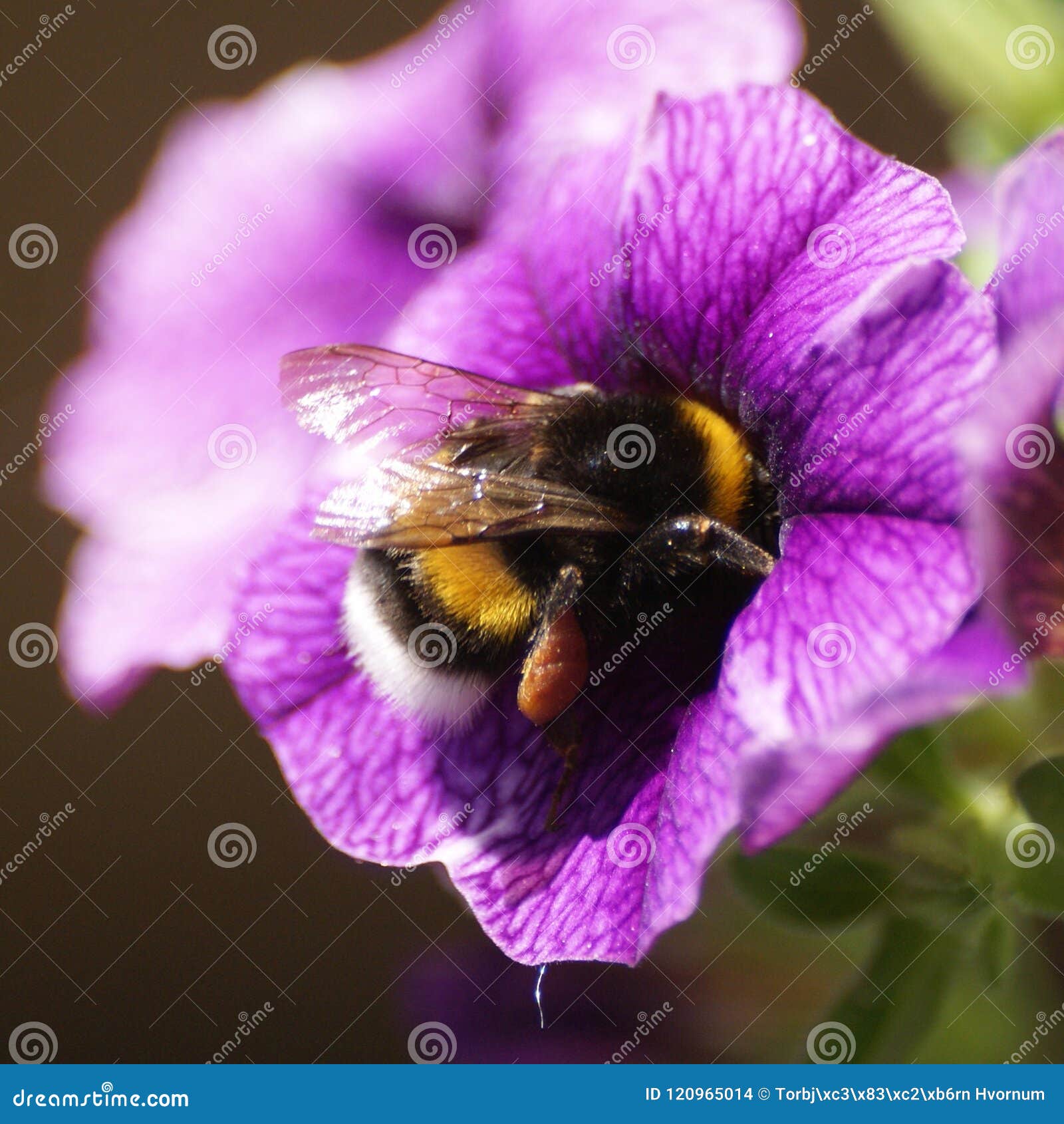 Humla i blomma arkivfoto. Bild av nektar, upptaget, natur - 120965014