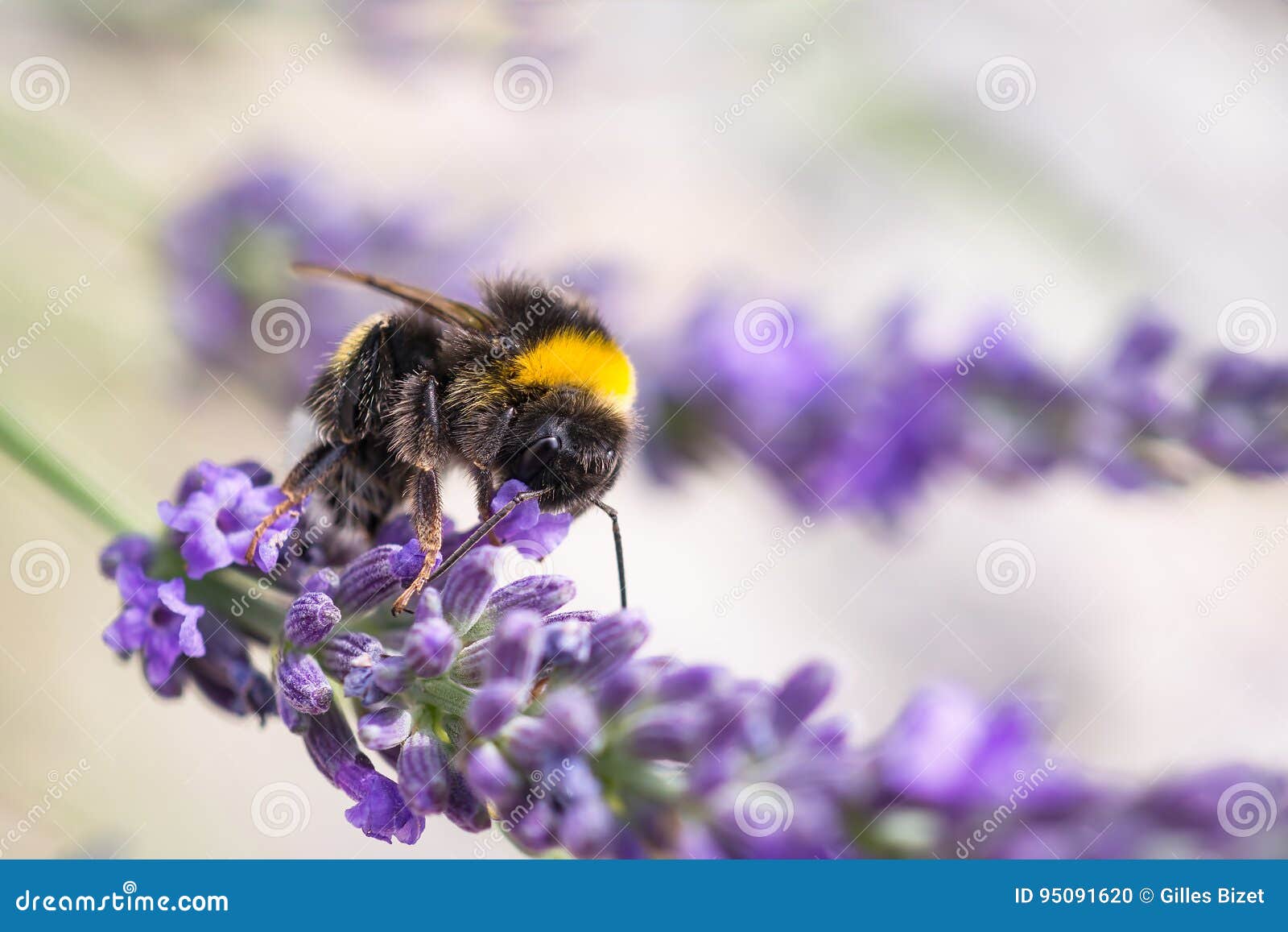 Humla på lavendel arkivfoto. Bild av humla, stänga, angus - 95091620