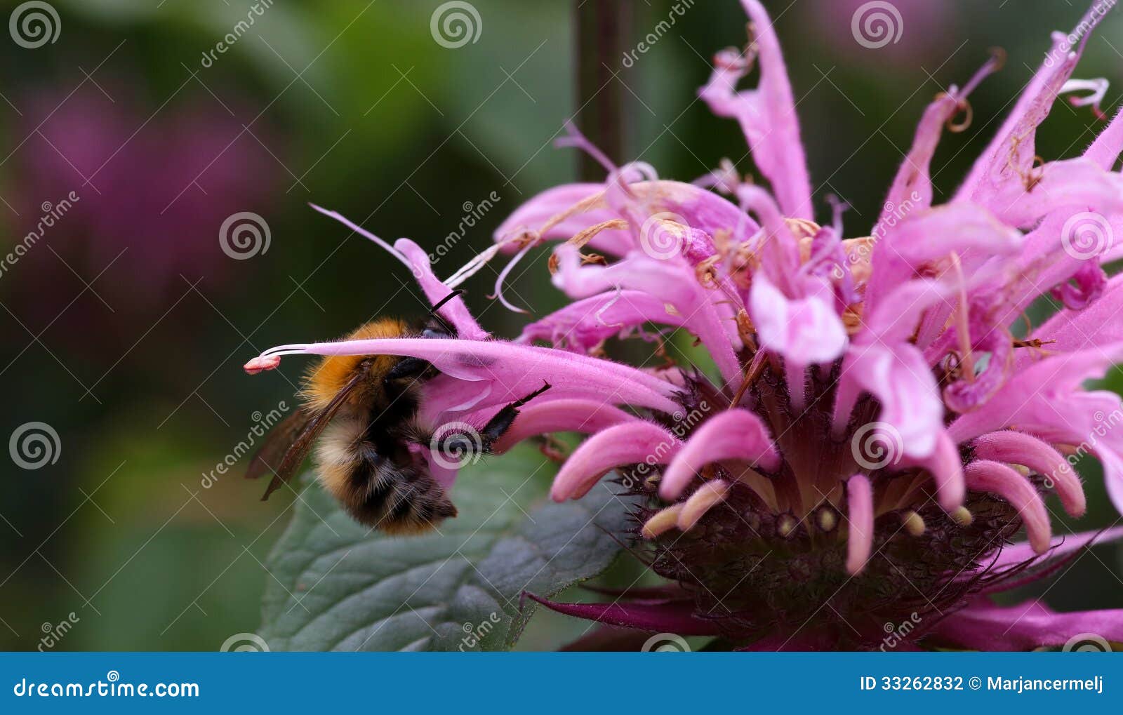Humla Som Pollinerar Den Rosa Blomman Arkivfoto - Bild av blomma ...