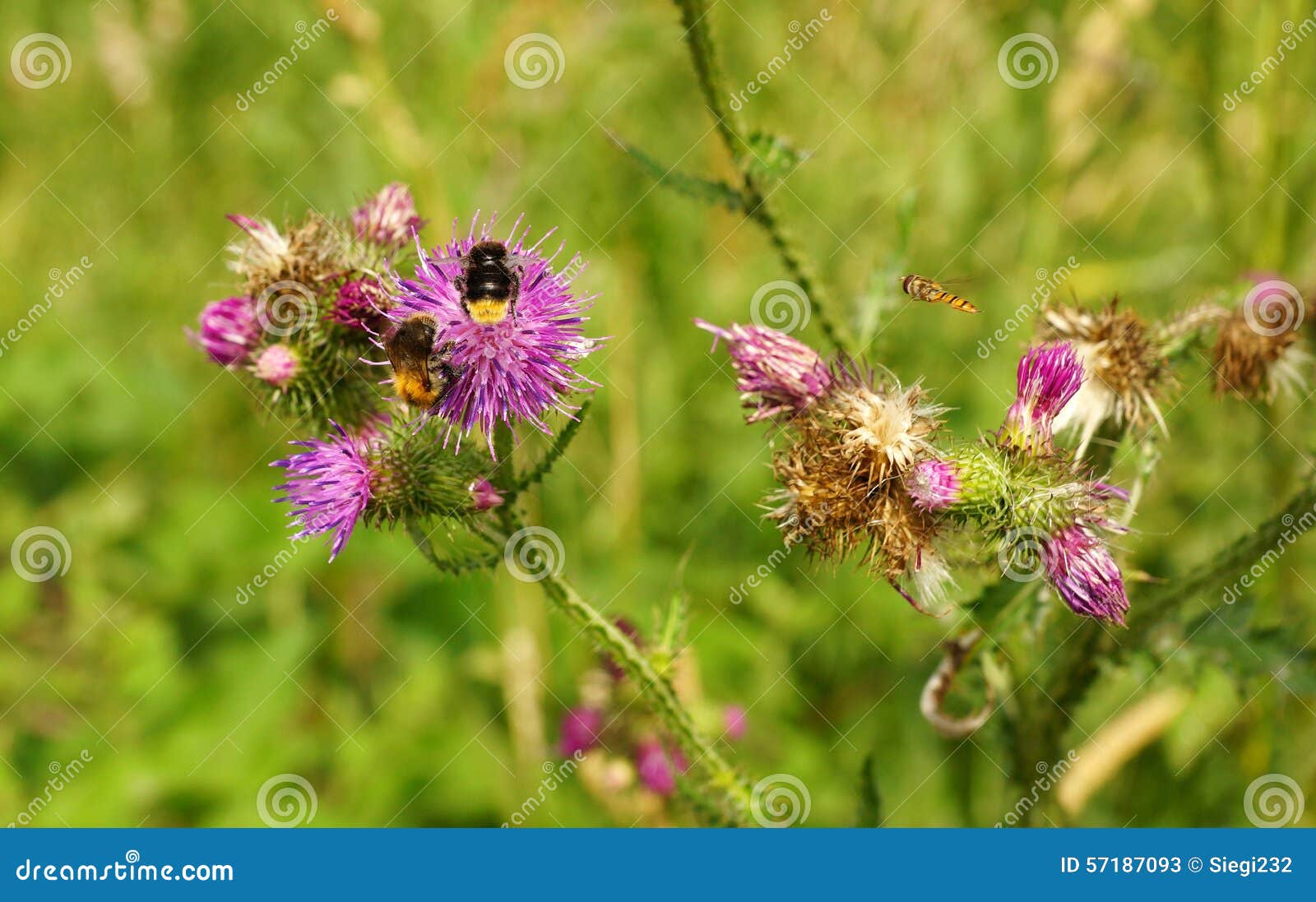 Humlor fotografering för bildbyråer. Bild av olja, läkemedel - 57187093
