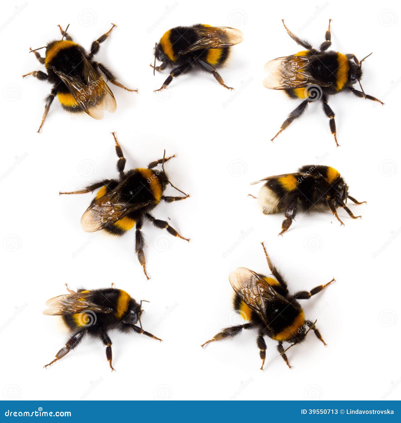 Hummel stockbild. Bild von biene, ausführlich, studio - 39550713