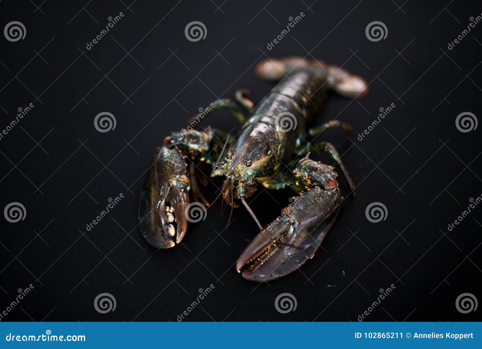 Hummer stockbild. Bild von schwarzes, tabelle, gesundheit - 102865211