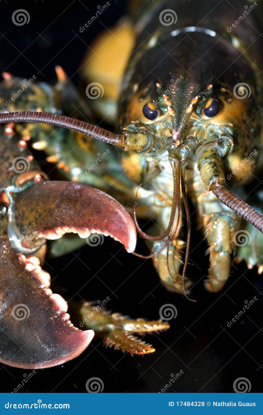 Hummer stockfoto. Bild von atlantisch, nahrung, hummer - 17484328