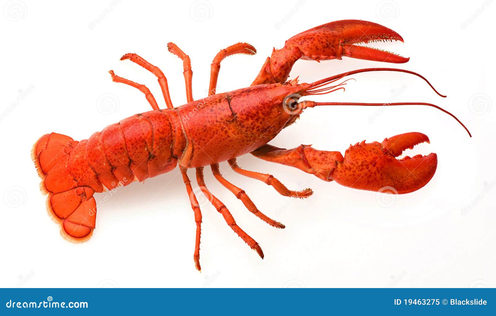 Hummer stockbild. Bild von panzerkrebse, einsam, orange - 19463275