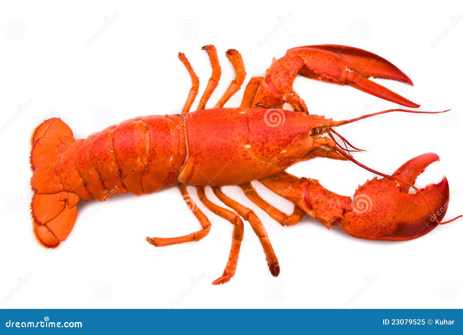 Hummer stockbild. Bild von gesund, meeresfrüchte, fische - 23079525