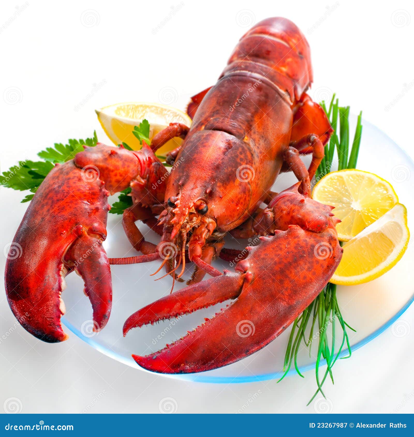 Hummer stockbild. Bild von scheren, meeresfrüchte, gaststätte - 23267987