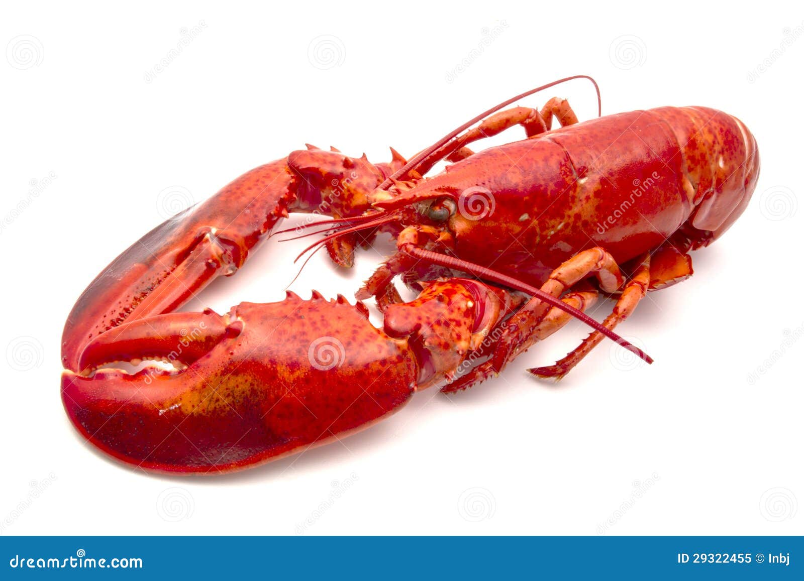 Hummer stockbild. Bild von kochen, meer, leben, gesund - 29322455