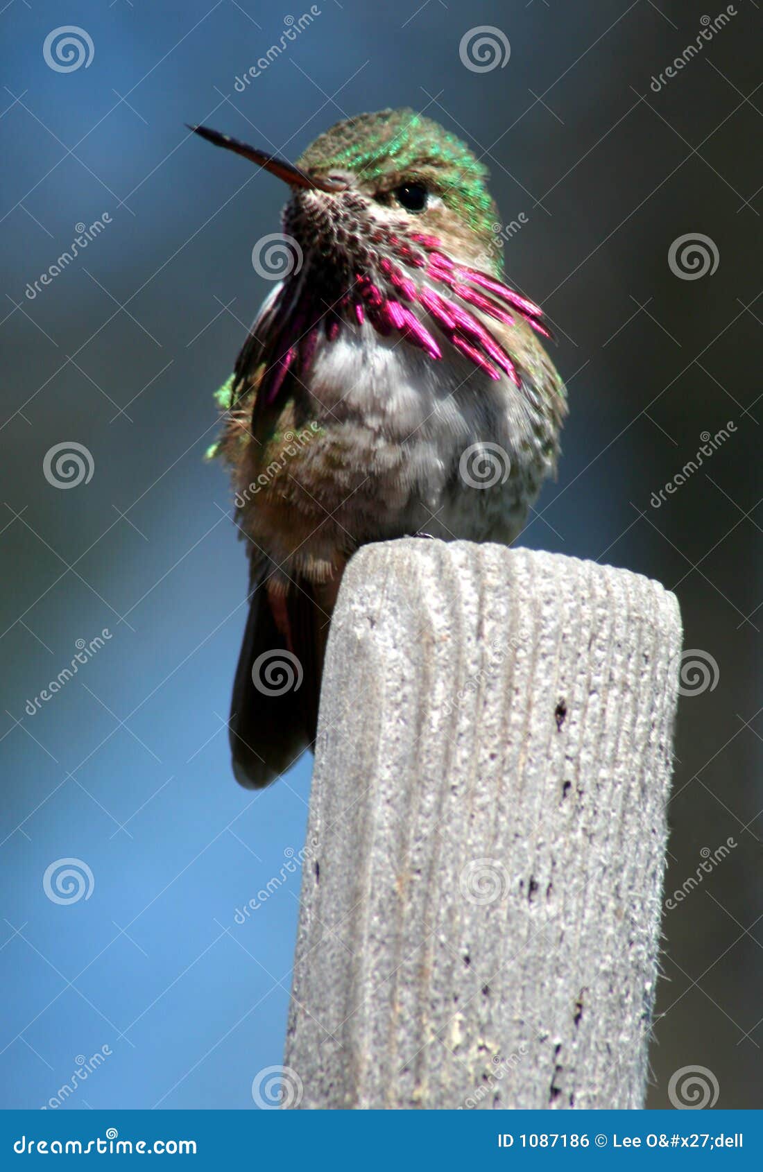 Perched Hummingbird 3 Stock Photos - Free & Royalty-Free Stock Photos ...