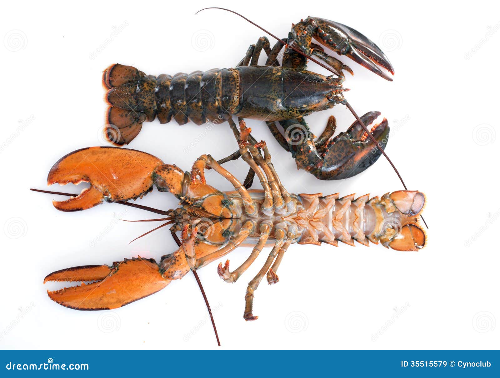 Hummer stockbild. Bild von frisch, frische, gelebt, luxus - 35515579