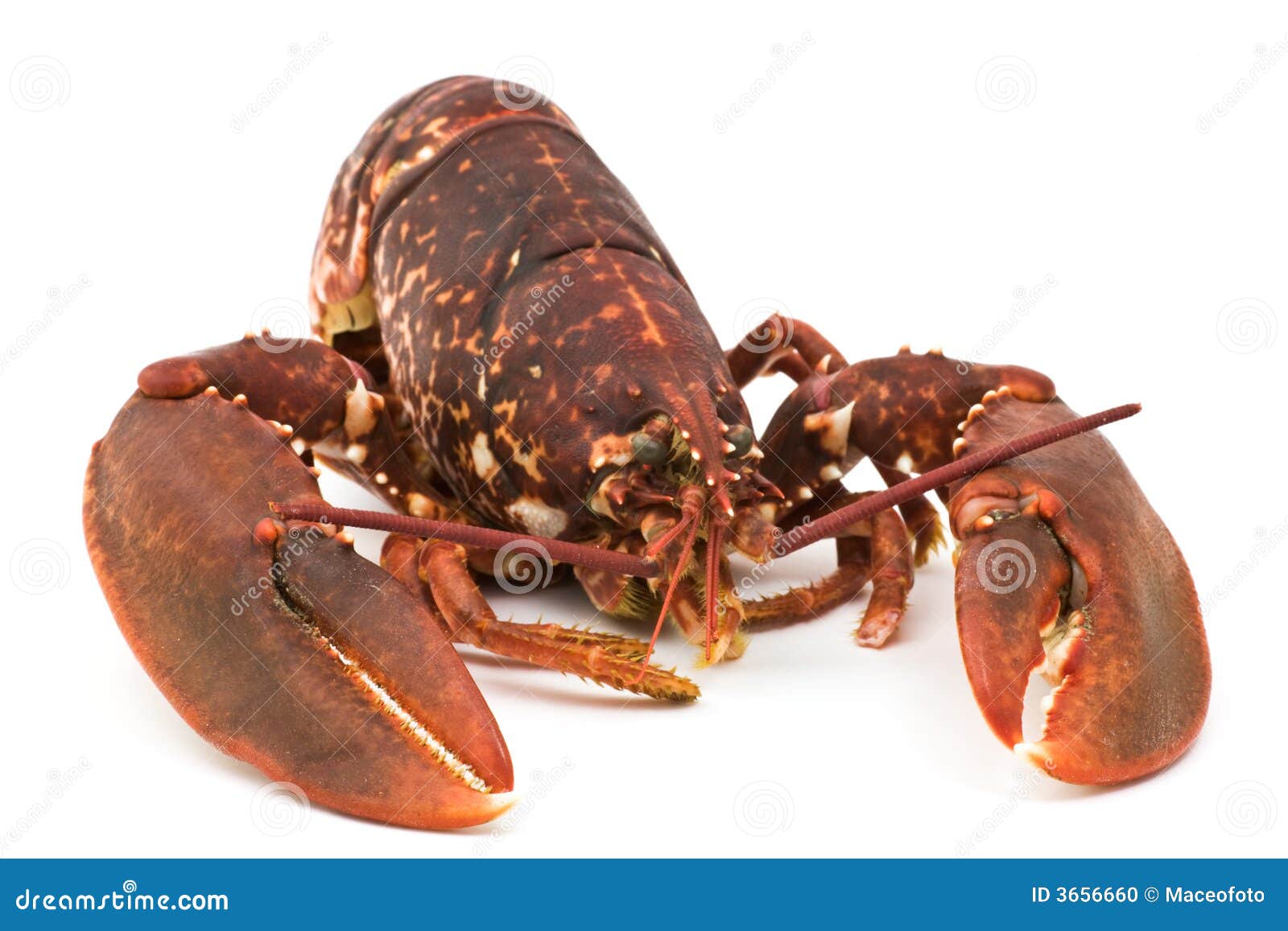 Hummer arkivfoto. Bild av marknad, sunt, nytt, organiskt - 3656660