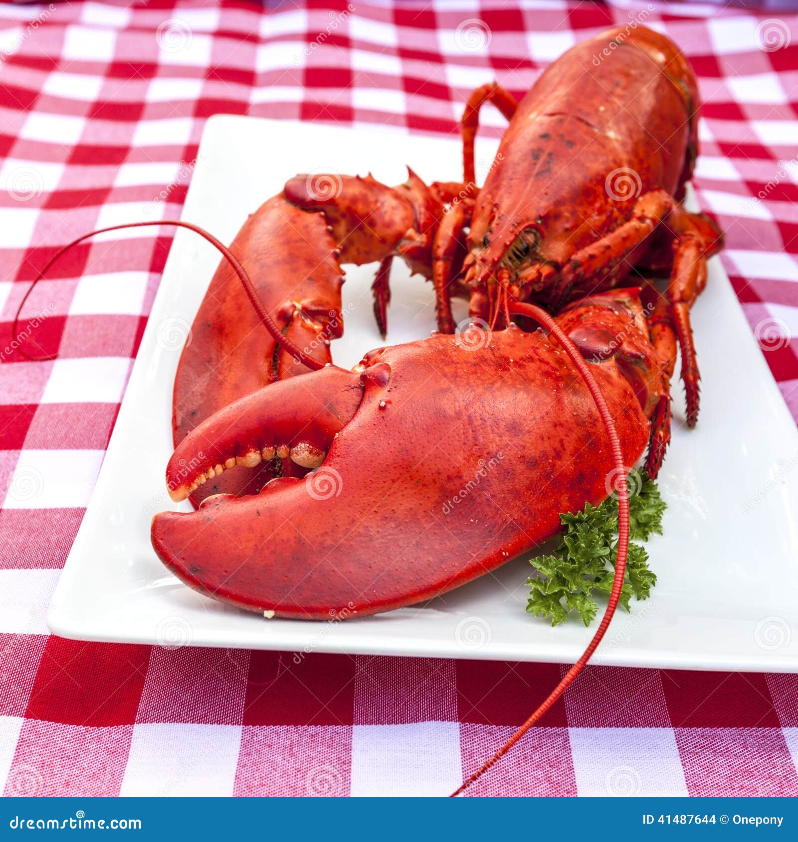 Hummer stockfoto. Bild von vorstand, greifer, hummer - 41487644