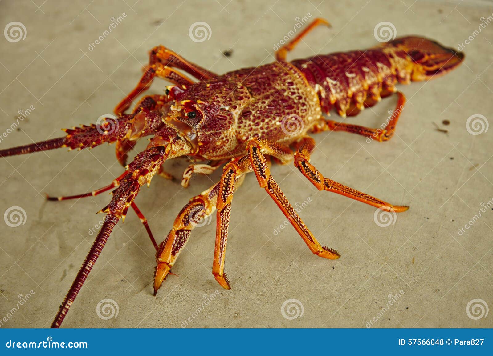 Hummer arkivfoto. Bild av bakgrund, kräfta, rött, ingrediens - 57566048