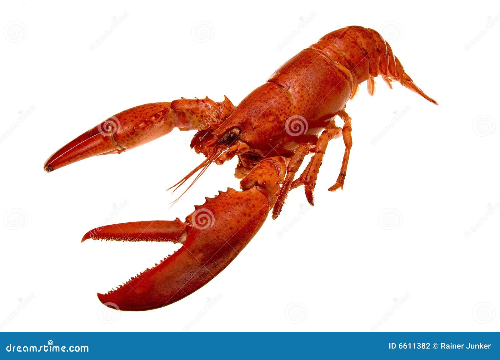 Hummer arkivfoto. Bild av kokt, rött, jordluckrare, kulinariskt - 6611382