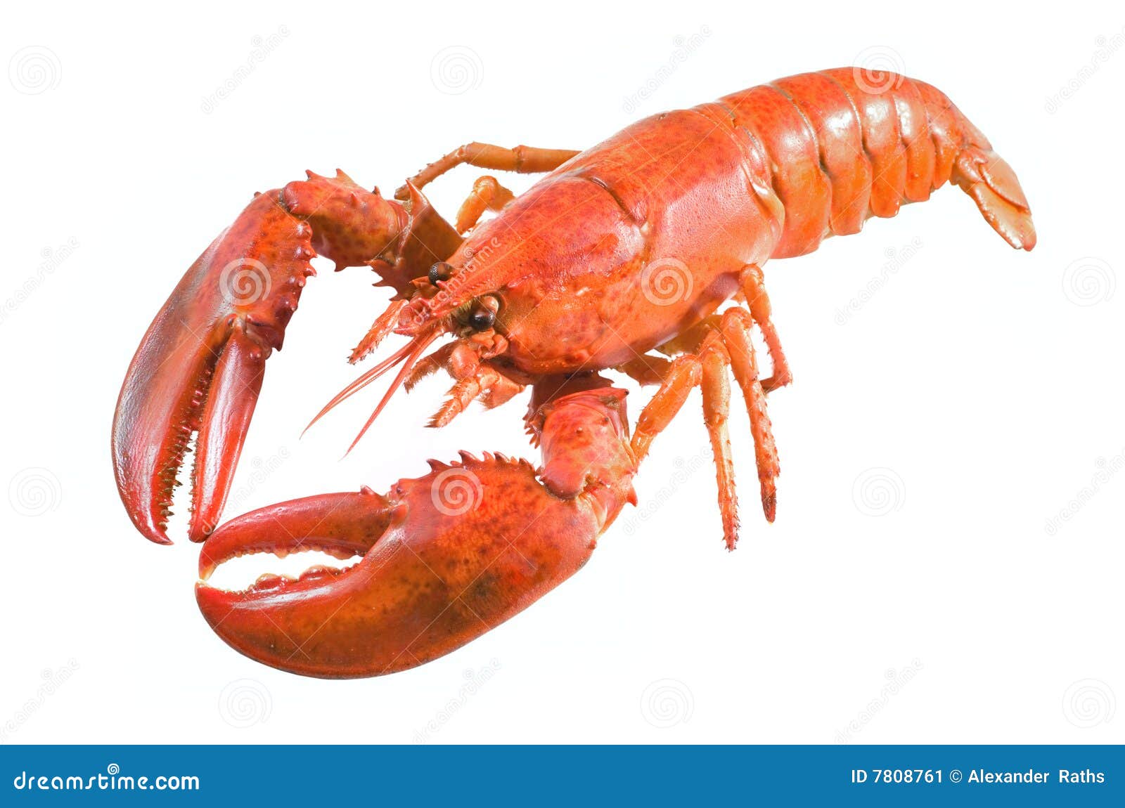 Hummer stockbild. Bild von befestigungsklammer, unterwasser - 7808761