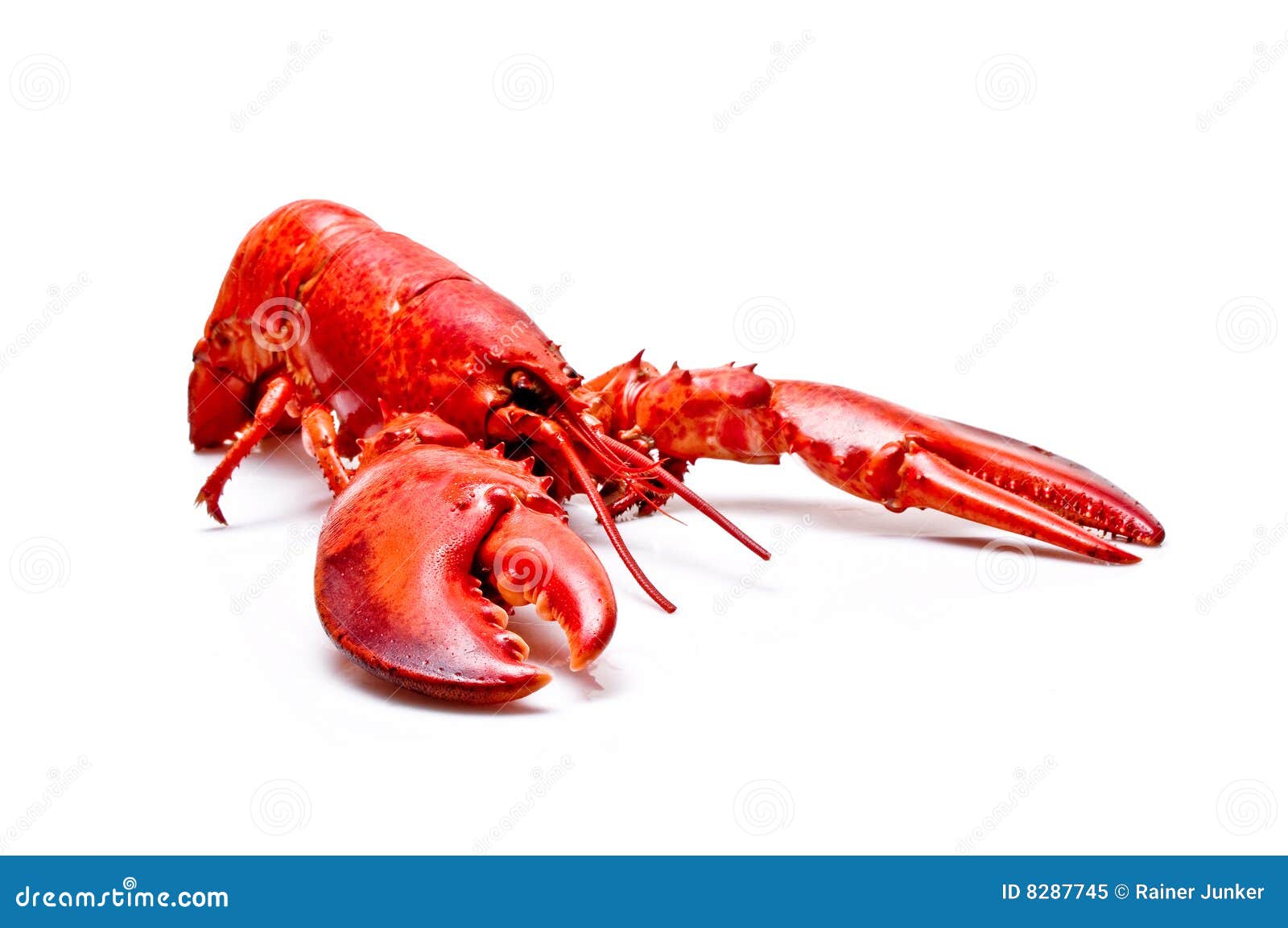 Hummer stockbild. Bild von nahrung, gekocht, tier, seafood - 8287745