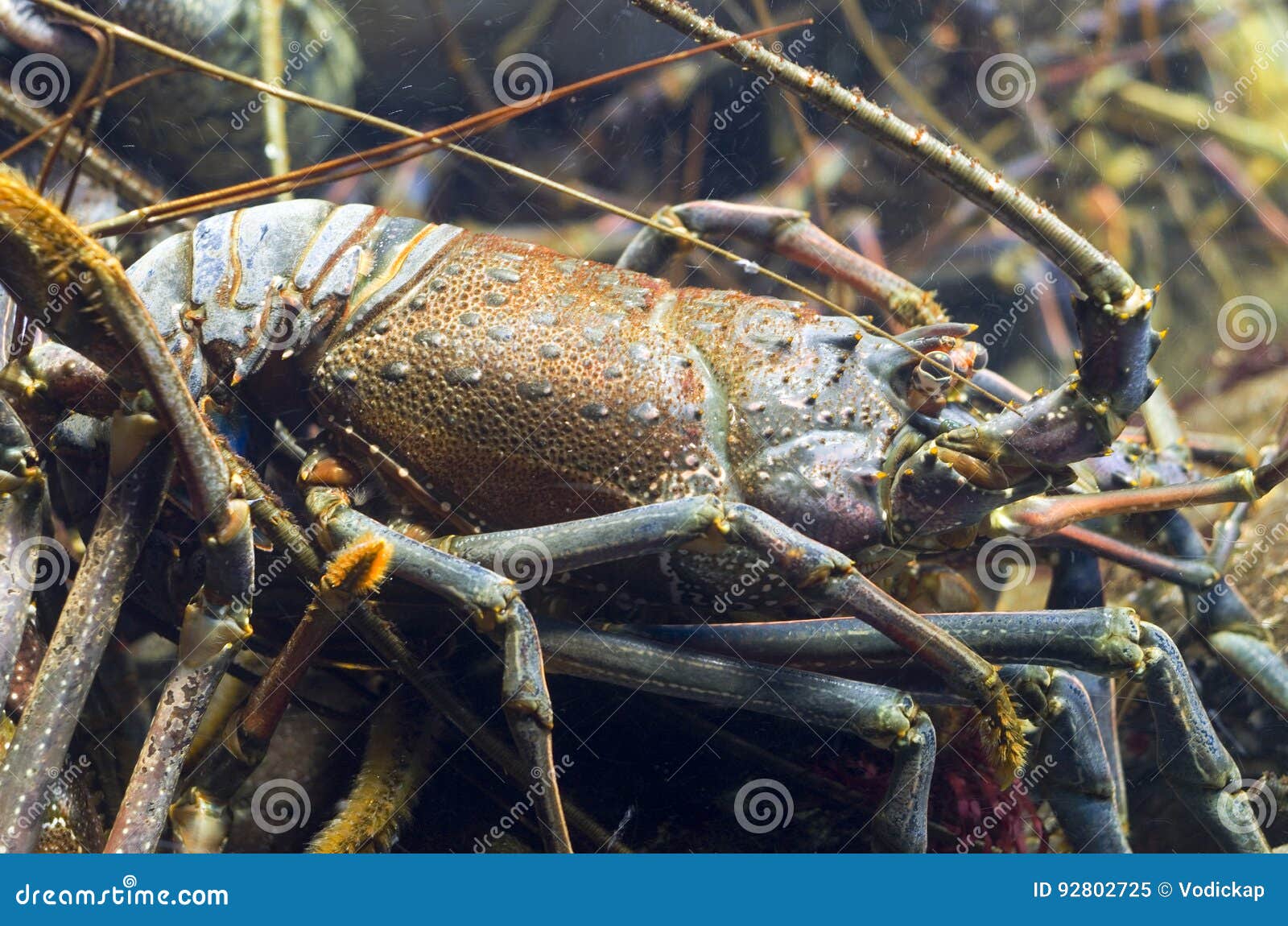 Hummer stockbild. Bild von tier, freiheit, felsen, wirbellos - 92802725