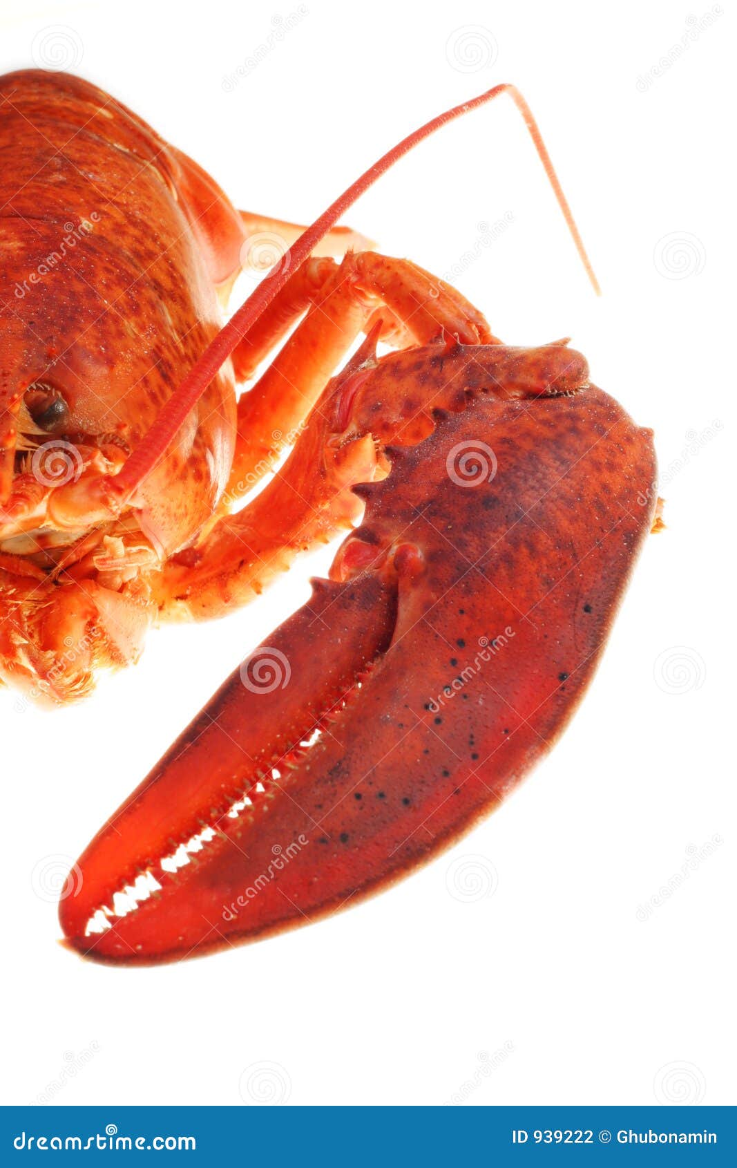 Hummer stockfoto. Bild von reise, greifer, phantasie, meeresfrüchte ...