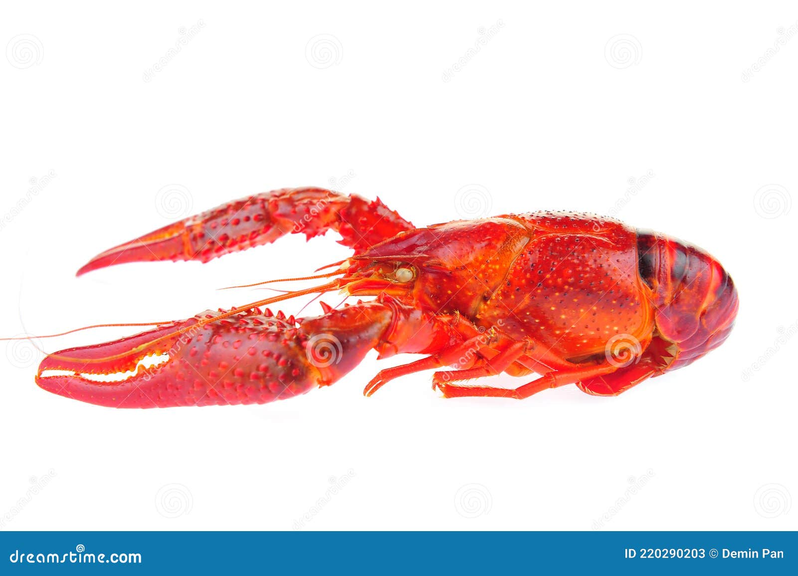 Hummer Auf Weißem Hintergrund Stockbild - Bild von hintergrund, voll ...