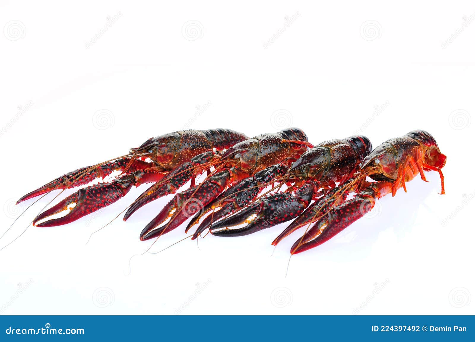 Hummer Auf Weißem Hintergrund Stockfoto - Bild von abendessen, gedämpft ...