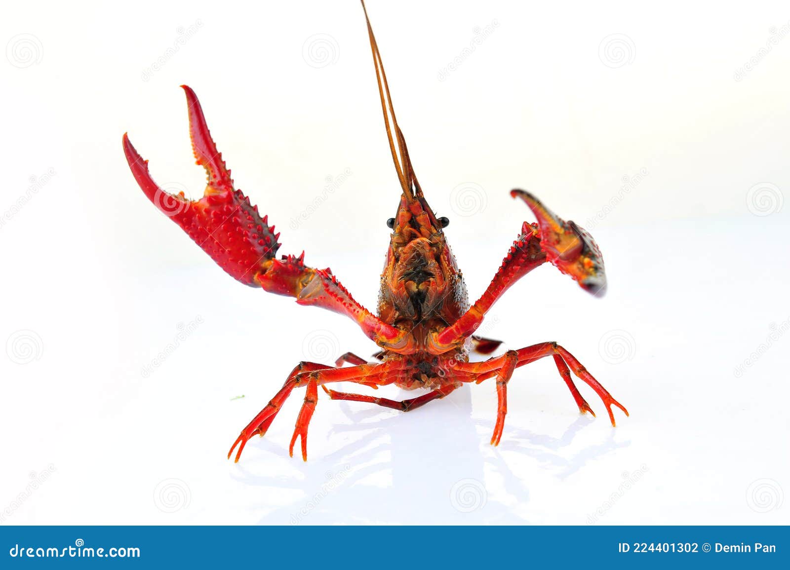 Hummer Auf Weißem Hintergrund Stockfoto - Bild von voll, tier: 224401302