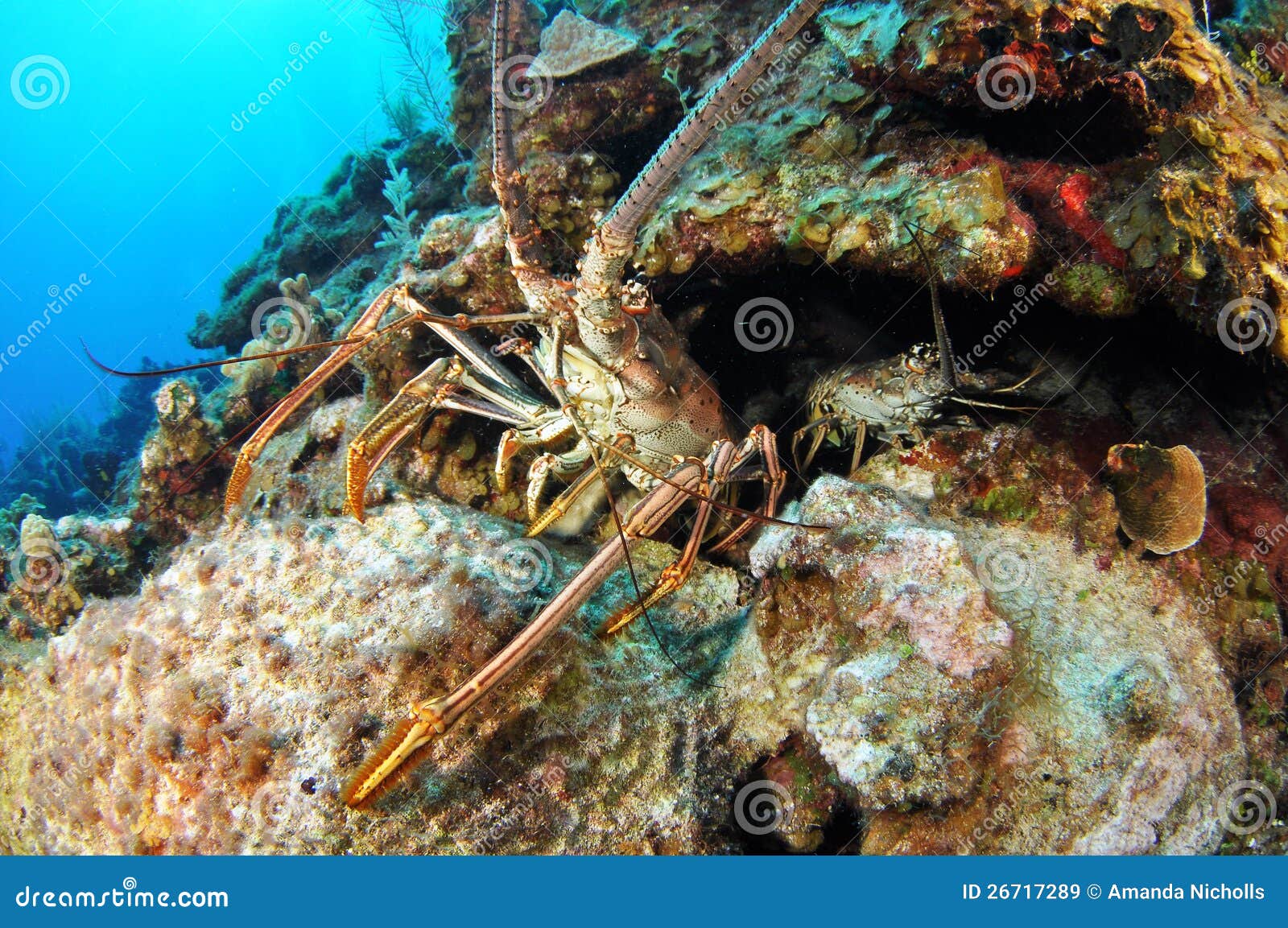 Hummer-Duo stockbild. Bild von insel, marine, rosa, tauchen - 26717289