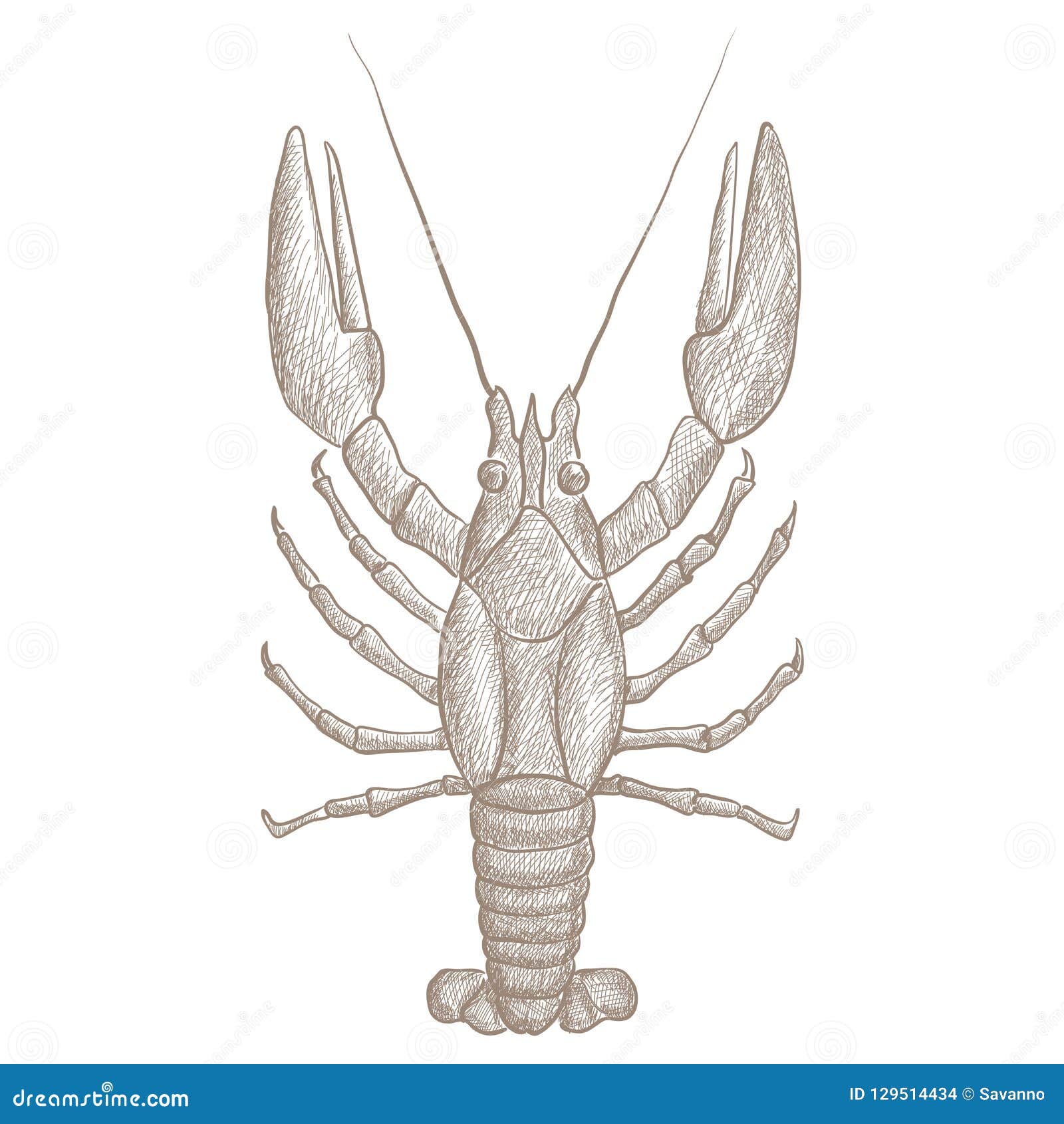 Hummer Hand Gezeichnete Skizze Vektor Abbildung - Illustration von hand ...