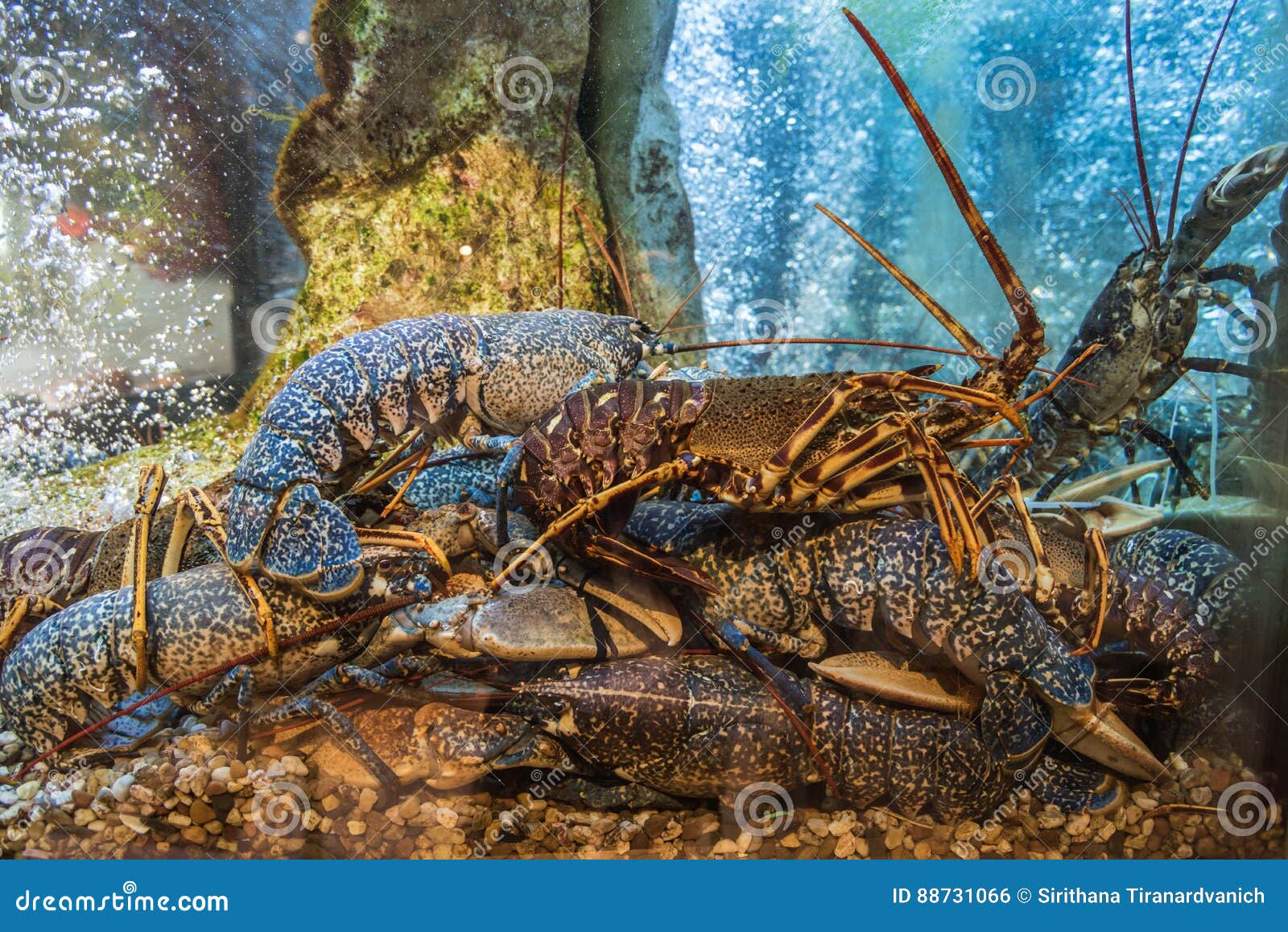 Hummer Im Aquarium Im Restaurant Stockfoto - Bild von frisch ...
