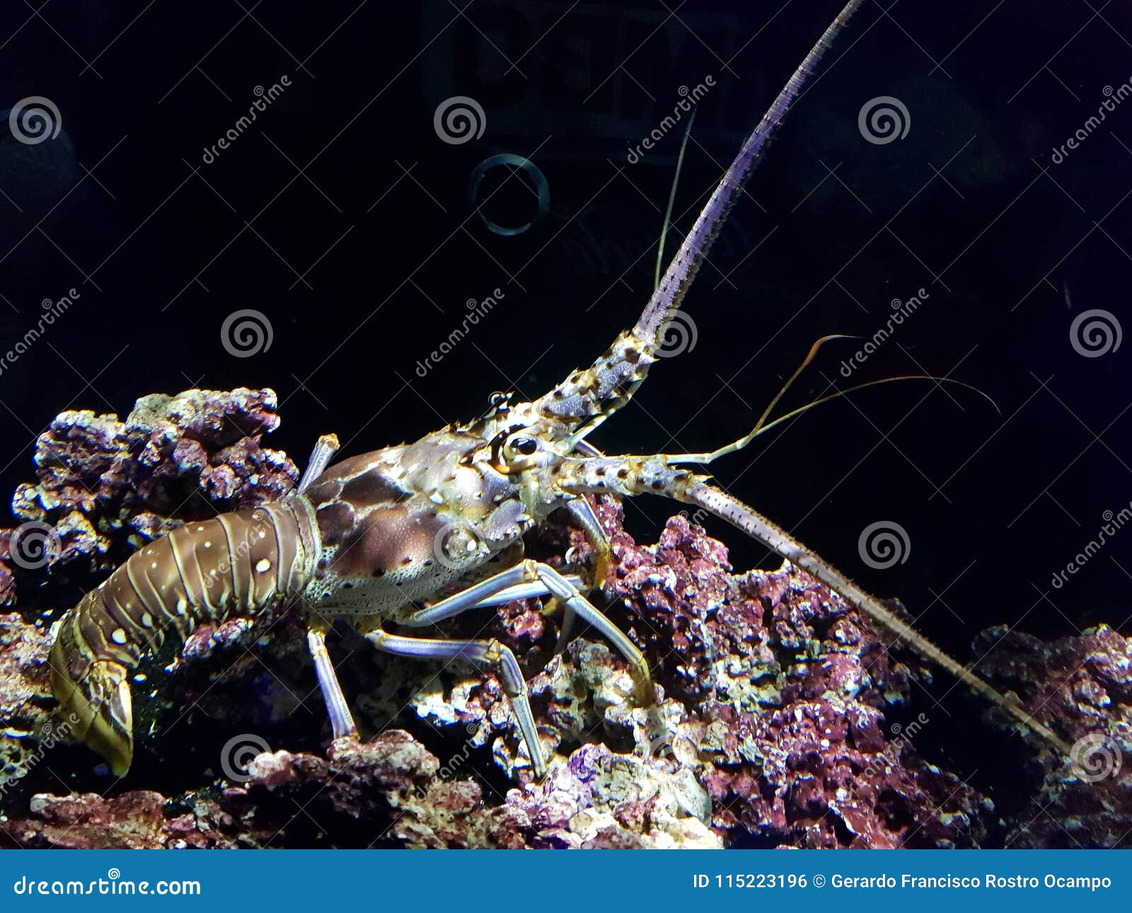 Hummer im Ozean stockfoto. Bild von spalte, lang, taxiert - 115223196