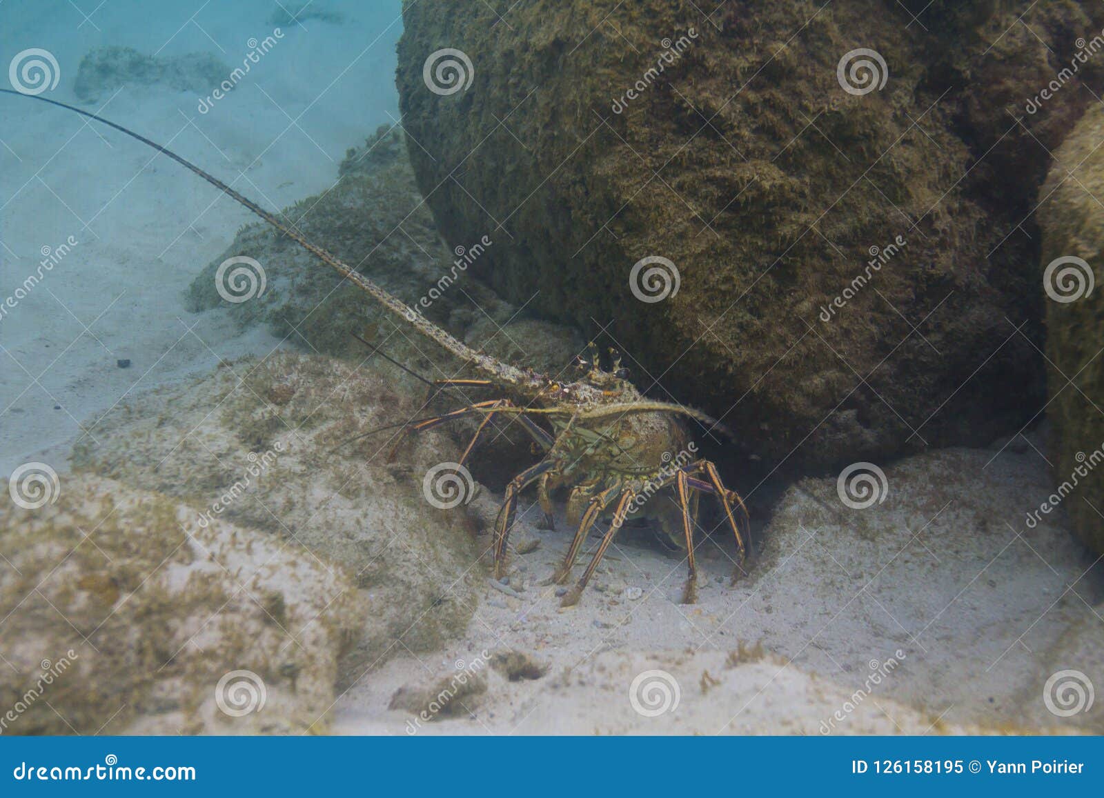 Hummer Panulirus Argus stockbild. Bild von fische, sturzflug - 126158195