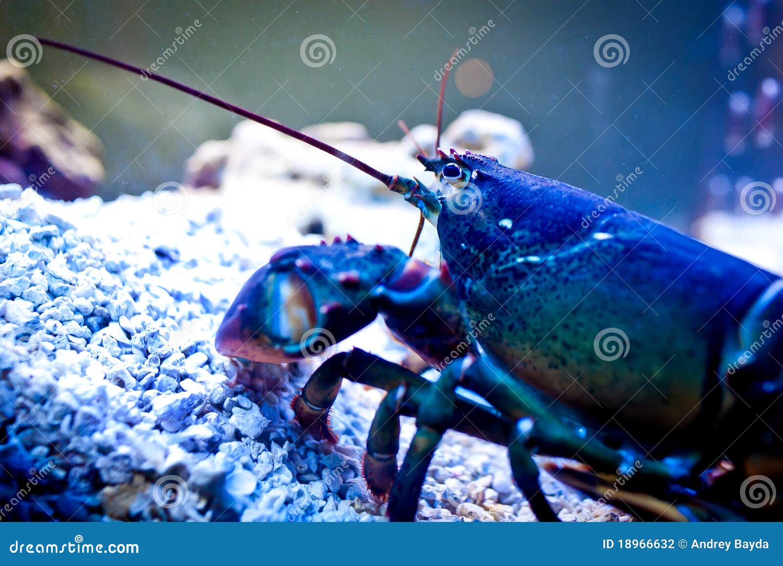 Hummer Unterwasser stockfoto. Bild von gaststätte, mahlzeit - 18966632