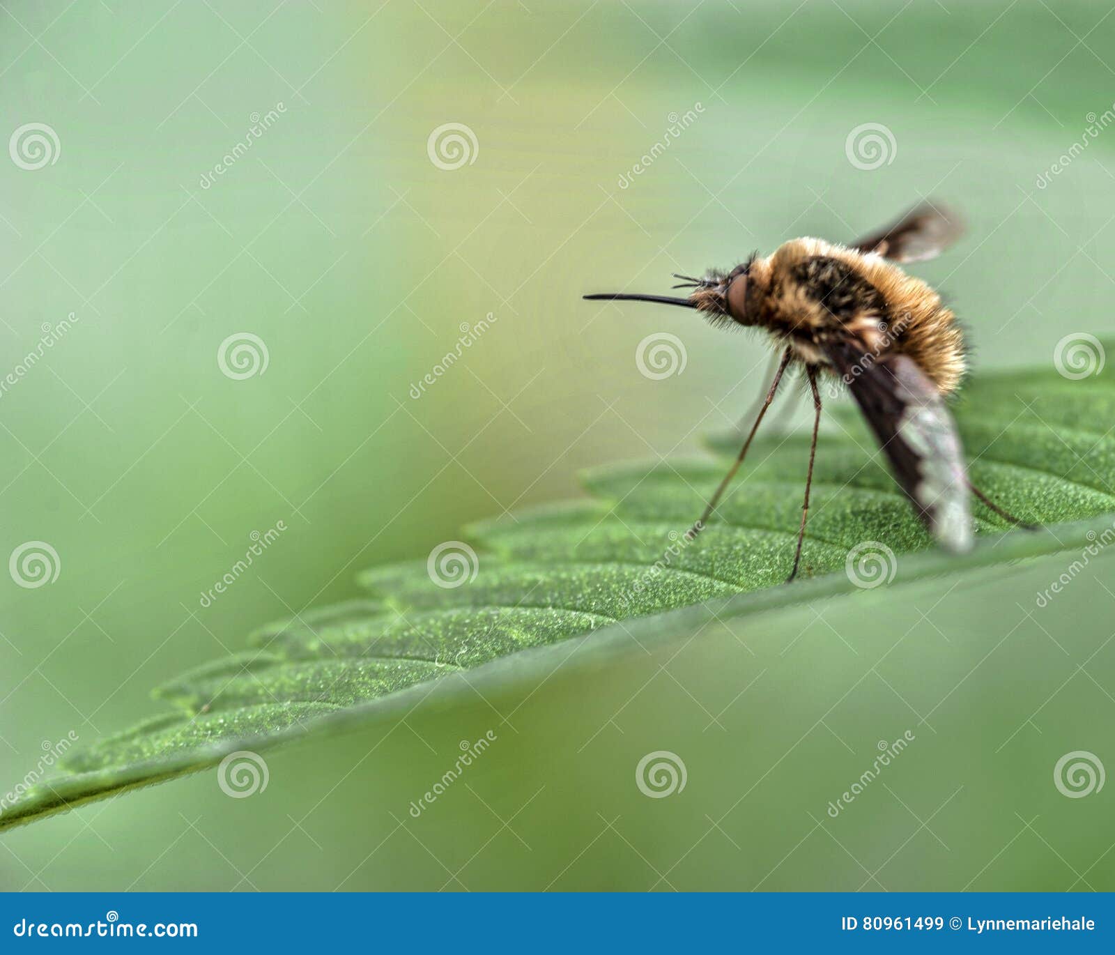 Humming Bee stock image. Image of greenhouse, bees, habitat - 80961499