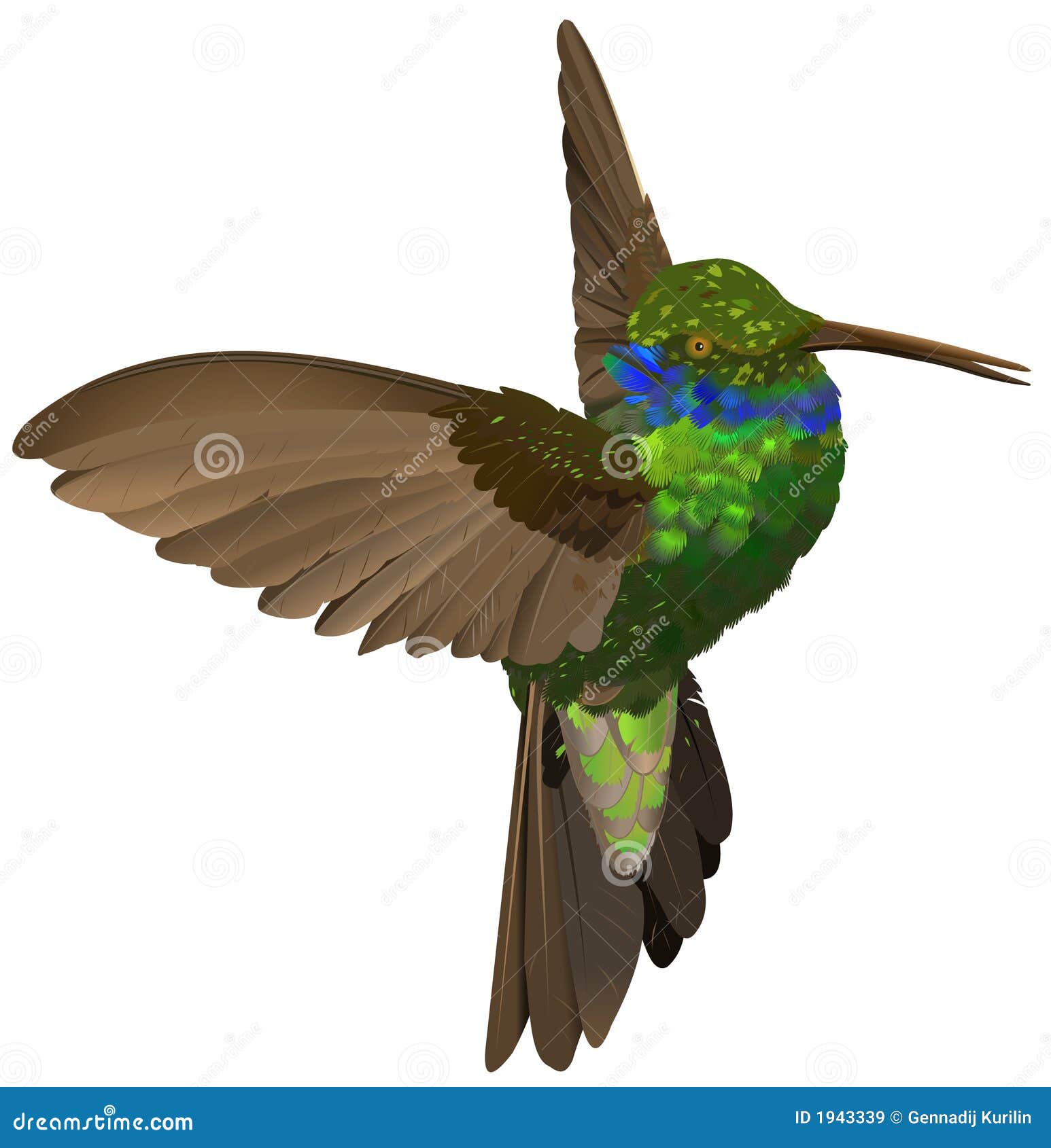 Humming-bird stock vector. Illustration of green, season - 1943339