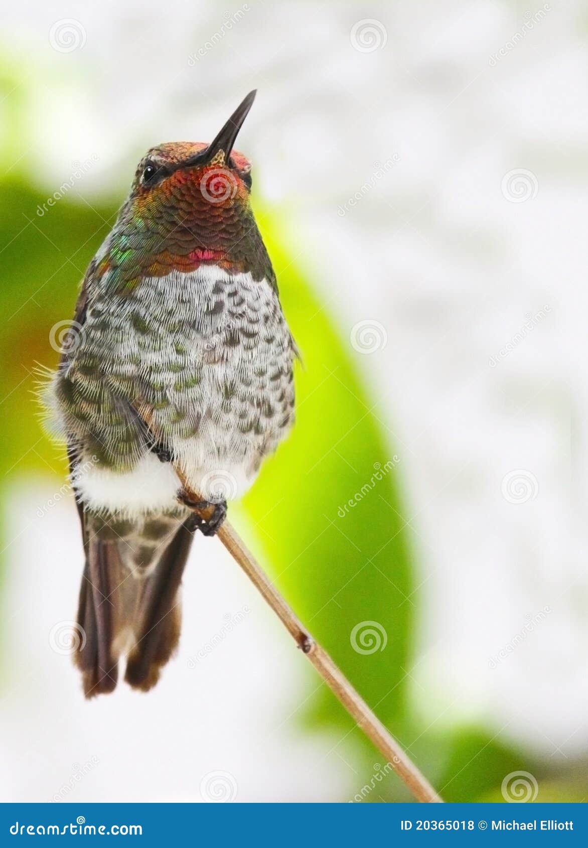 Humming Bird stock photo. Image of central, detail, colors - 20365018