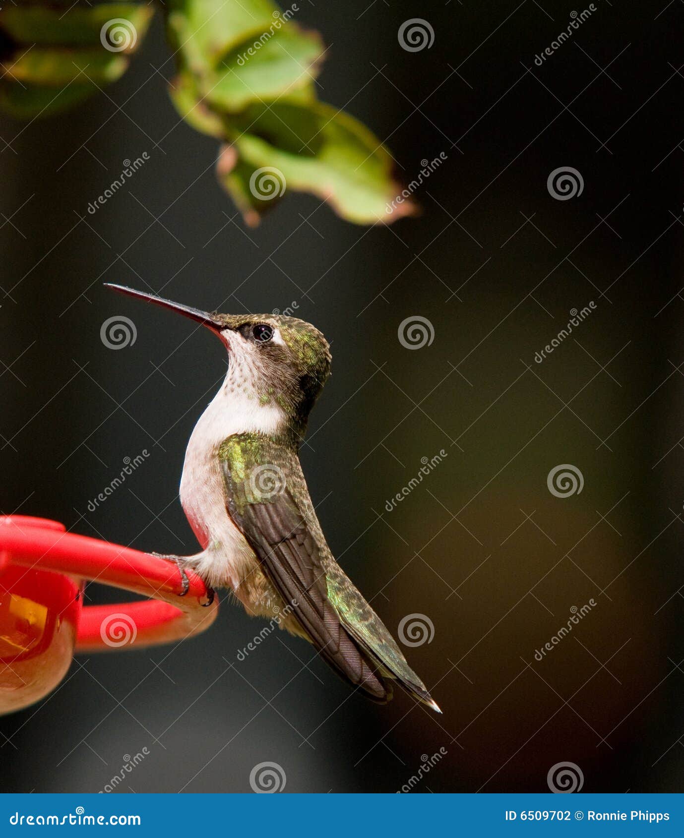 Humming Bird stock photo. Image of eyes, beek, bird, leaves - 6509702