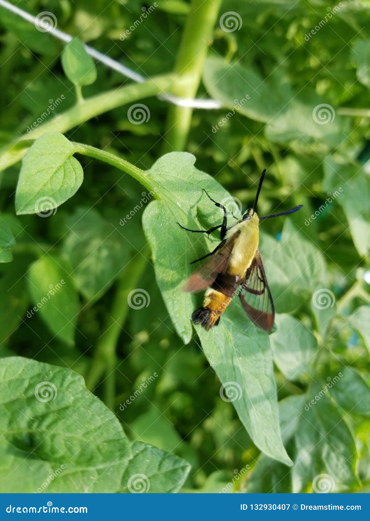 Humming bird bee stock image. Image of humming, bird - 132930407