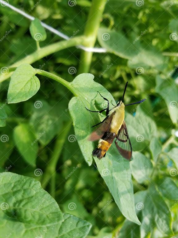 Humming bird bee stock image. Image of humming, bird - 132930407