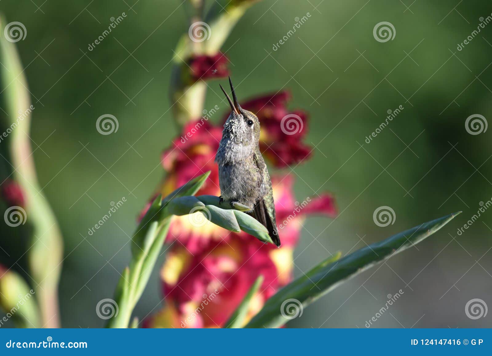 A humming bird stock photo. Image of leaf, detail, birds - 124147416