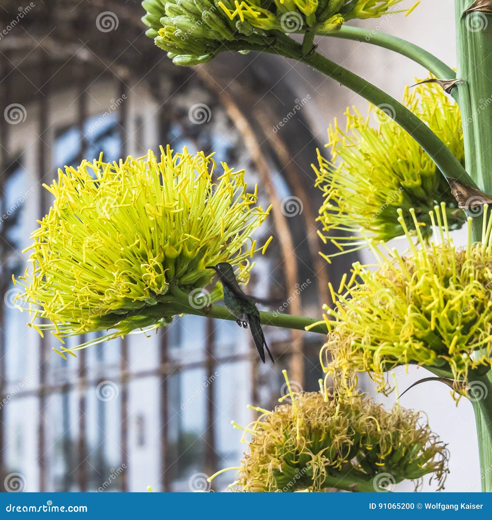 Humming bird eating nectar stock photo. Image of cuba - 91065200