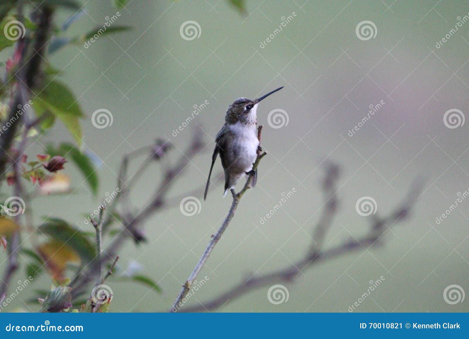 Humming bird stock image. Image of beautiful, garden - 70010821