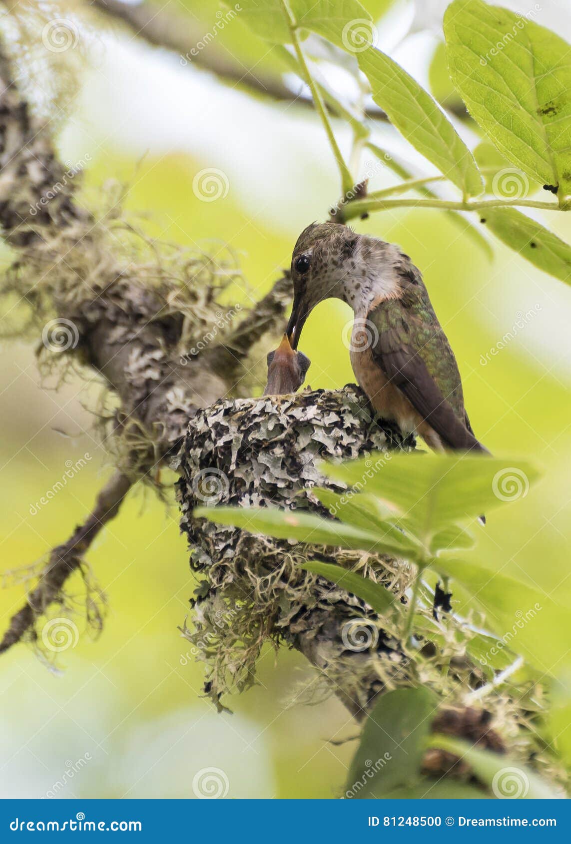 Humming Bird Feeding Her Young Stock Photo - Image of bird, hummingbird ...