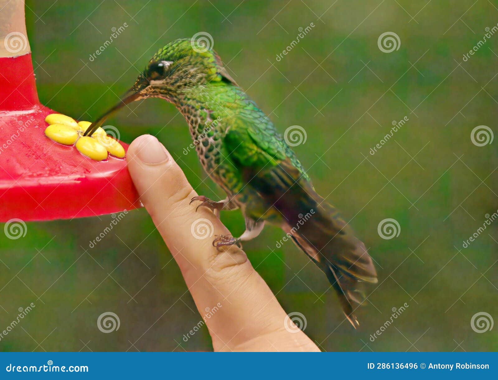Humming bird on a finger stock photo. Image of interaction - 286136496
