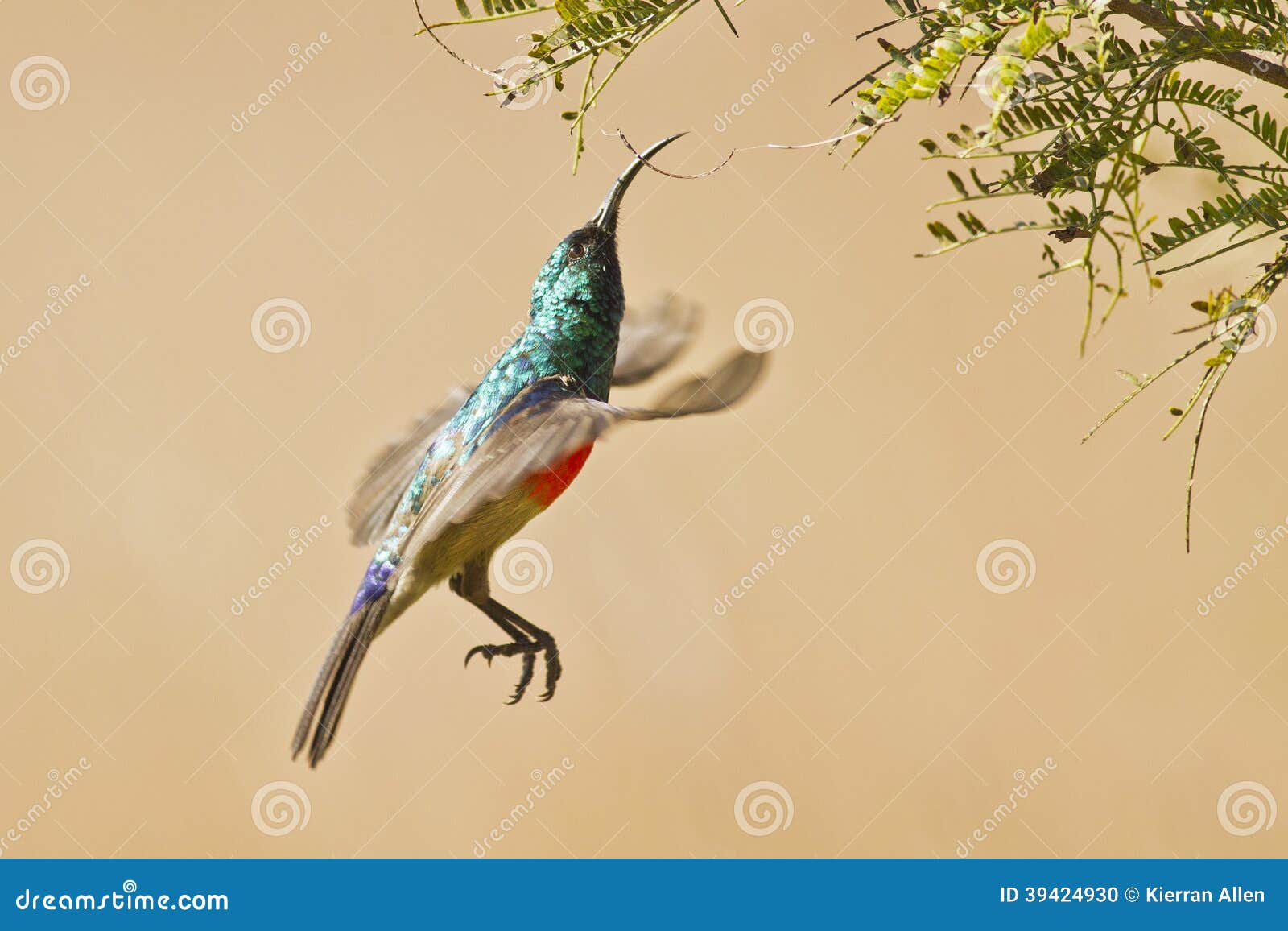 Humming Bird in Flight, South Africa Stock Photo - Image of light ...