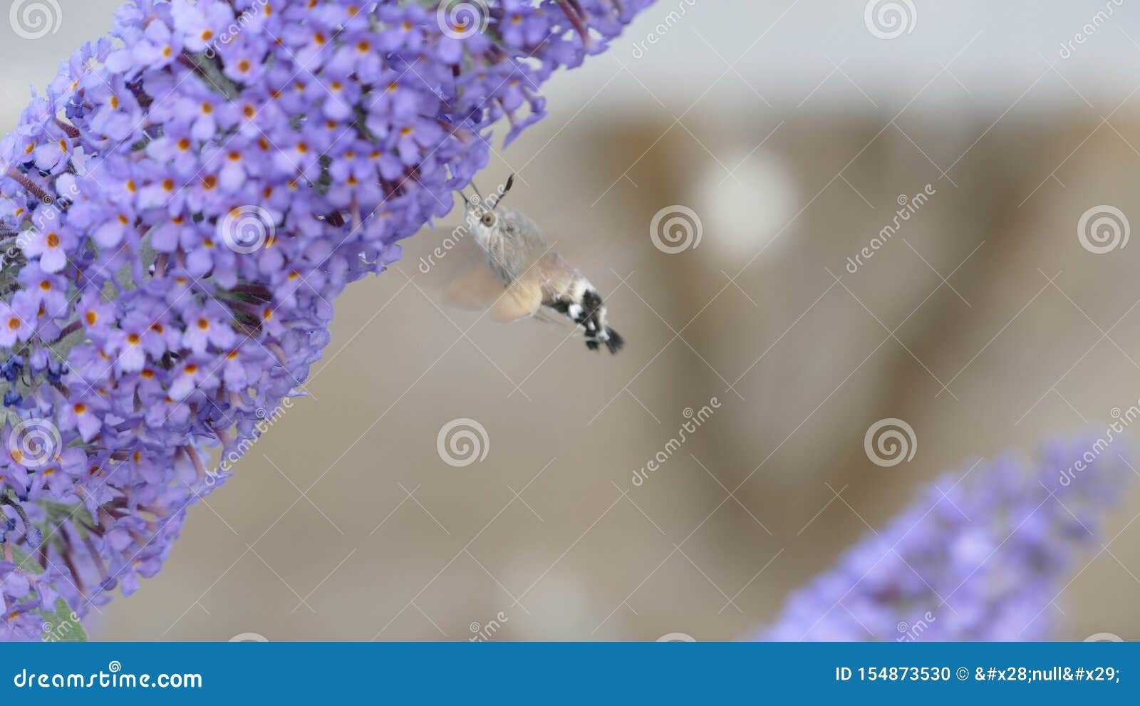 The humming bird hawk moth stock photo. Image of bird - 154873530