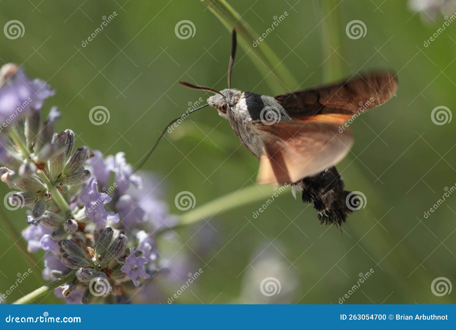 Humming Bird Hawk Moth Hovering beside a Flower. Stock Photo - Image of ...