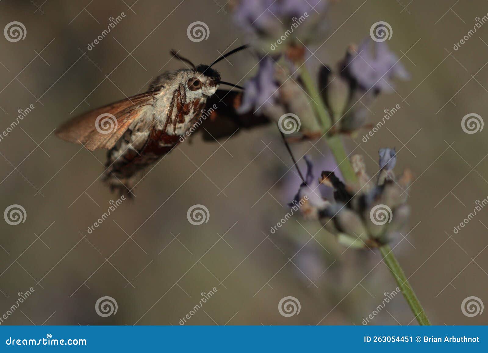 Humming Bird Hawk Moth Hovering beside a Flower. Stock Image - Image of ...