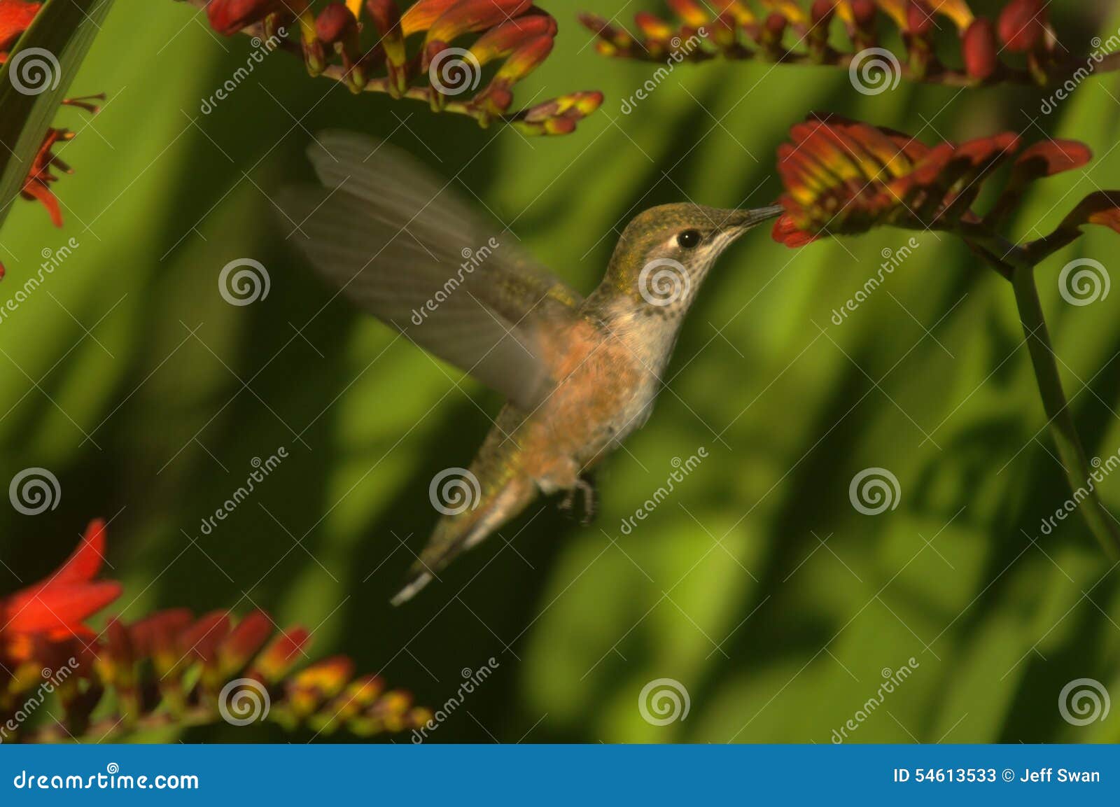 Humming bird stock image. Image of pollen, fowl, wings - 54613533